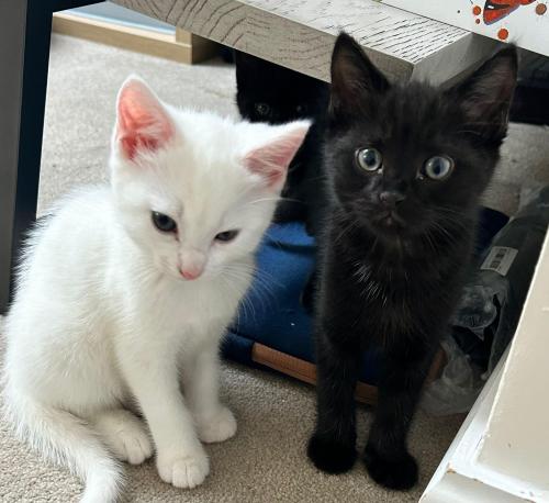 Cat Rescue Lancashire | Cats Needing Homes Lancashire